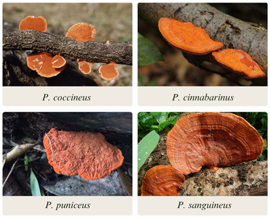Biotransformation of Pollutants by Pycnoporus spp. in Submerged and ...