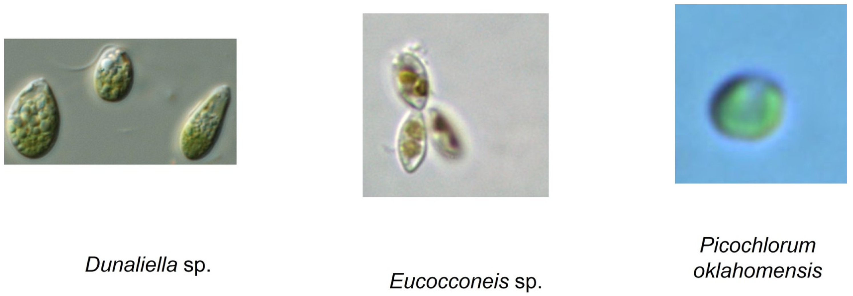Algae: Nature’s Renewable Resource for Fuels and Chemicals