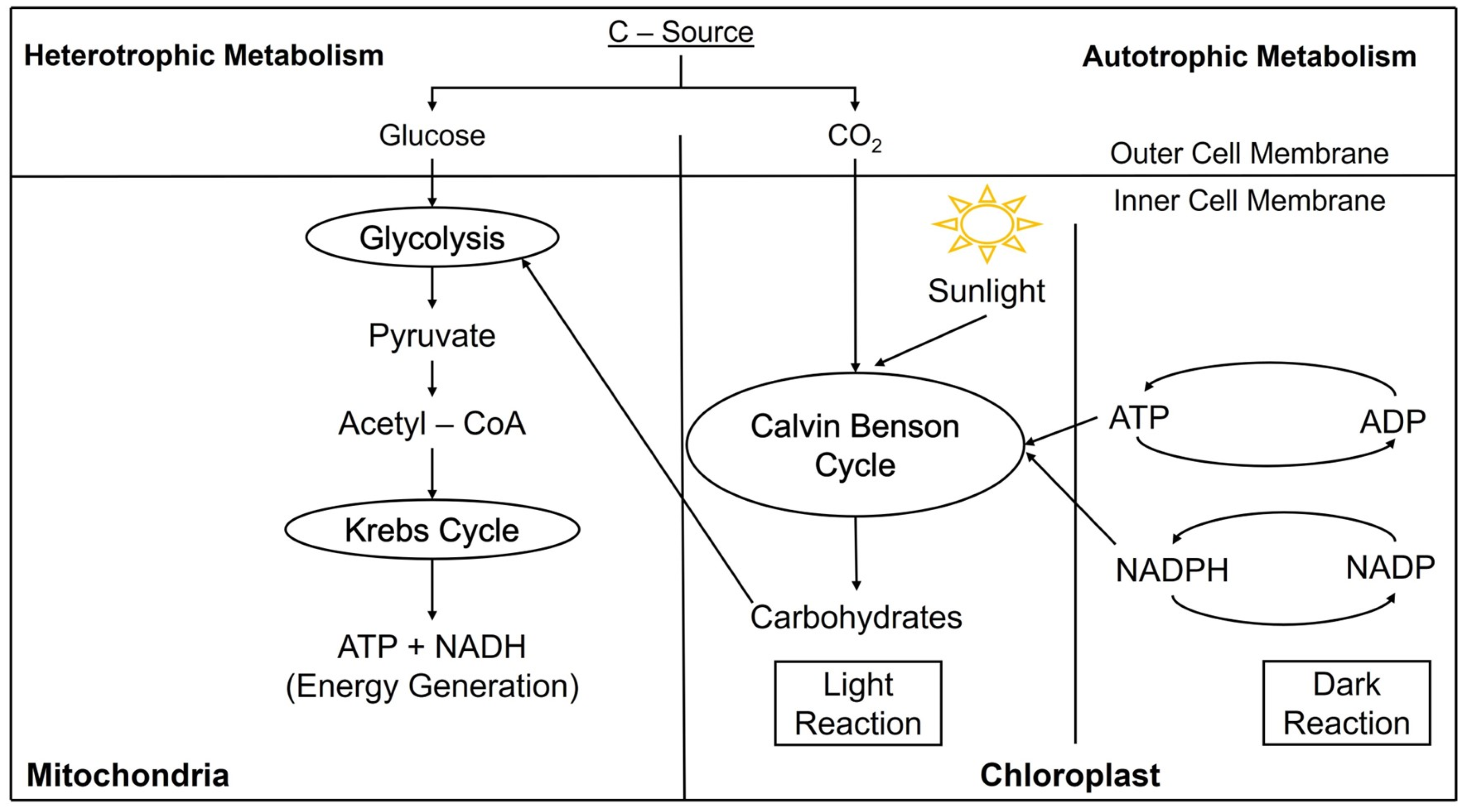 Algae: Nature’s Renewable Resource for Fuels and Chemicals