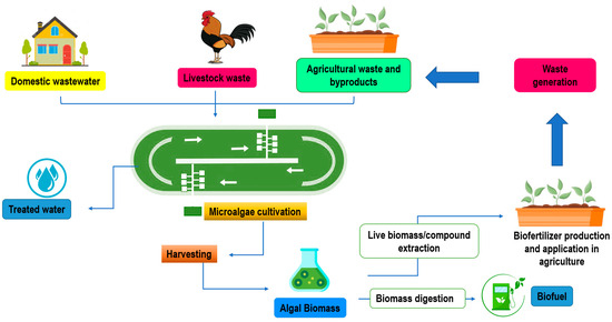 Phycoremediated Microalgae and Cyanobacteria Biomass as Biofertilizer for Sustainable ...