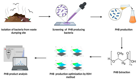 Optimized Polyhydroxybutyrate Production by Neobacillus niacini GS1 Utilizing Corn Flour, Wheat ...