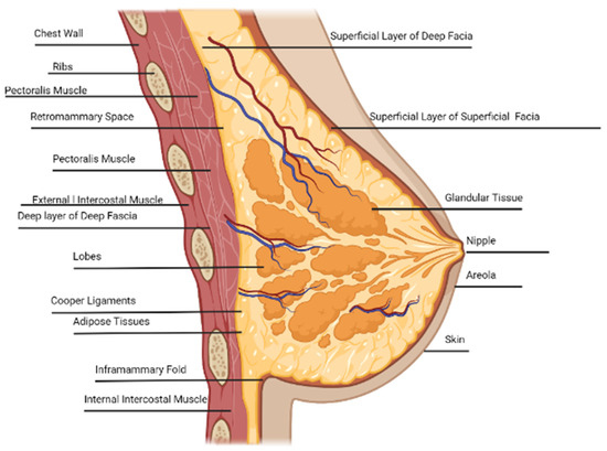 Anatomy Of Brest Anatomy Of The Breast Flashcards | Quizlet