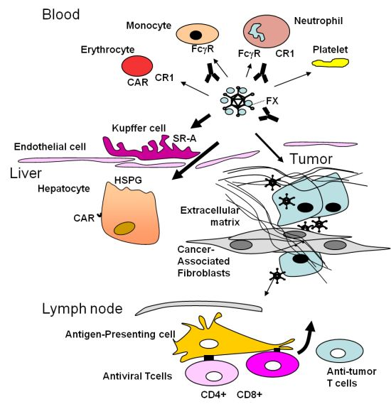 Biomedicines | Free Full-Text | Oncolytic Adenoviruses in Cancer Treatment Biomedicines | Free Full-Text | Oncolytic Adenoviruses in Cancer Treatment