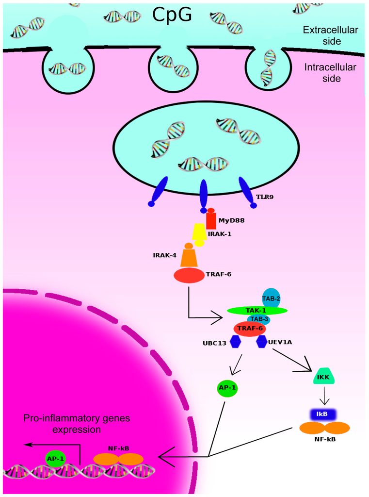 Biomedicines | Free Full-Text | Toll-Like Receptor 9 Agonists for ...