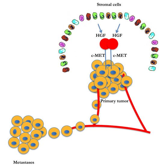 Biomedicines | Free Full-Text | HGF/c-MET Axis in Tumor ... Biomedicines | Free Full-Text | HGF/c-MET Axis in Tumor ...