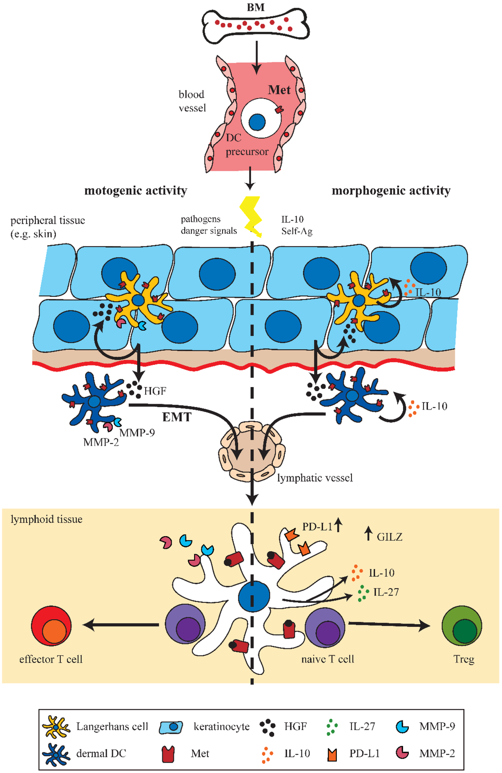 Biomedicines | Special Issue : New aspects of the Hepatocyte Growth ... Biomedicines | Special Issue : New aspects of the Hepatocyte Growth ...