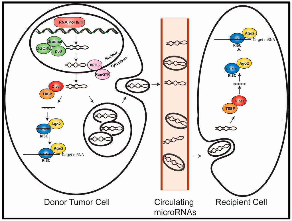 Circulating MicroRNAs as Biomarkers and Mediators of Cell–Cell ...