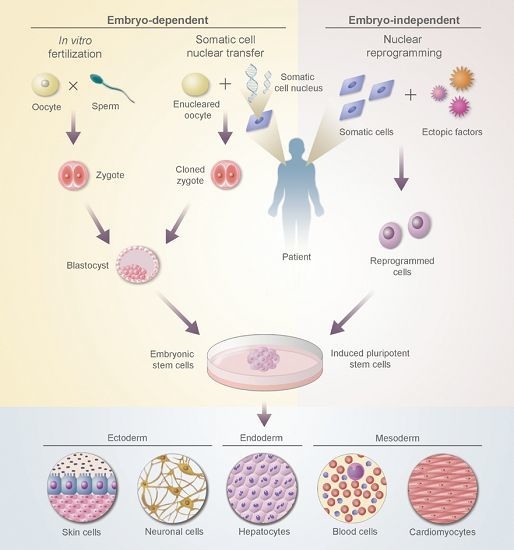 Biomedicines | Special Issue : Stem Cell Engineering: From ... Biomedicines | Special Issue : Stem Cell Engineering: From ...