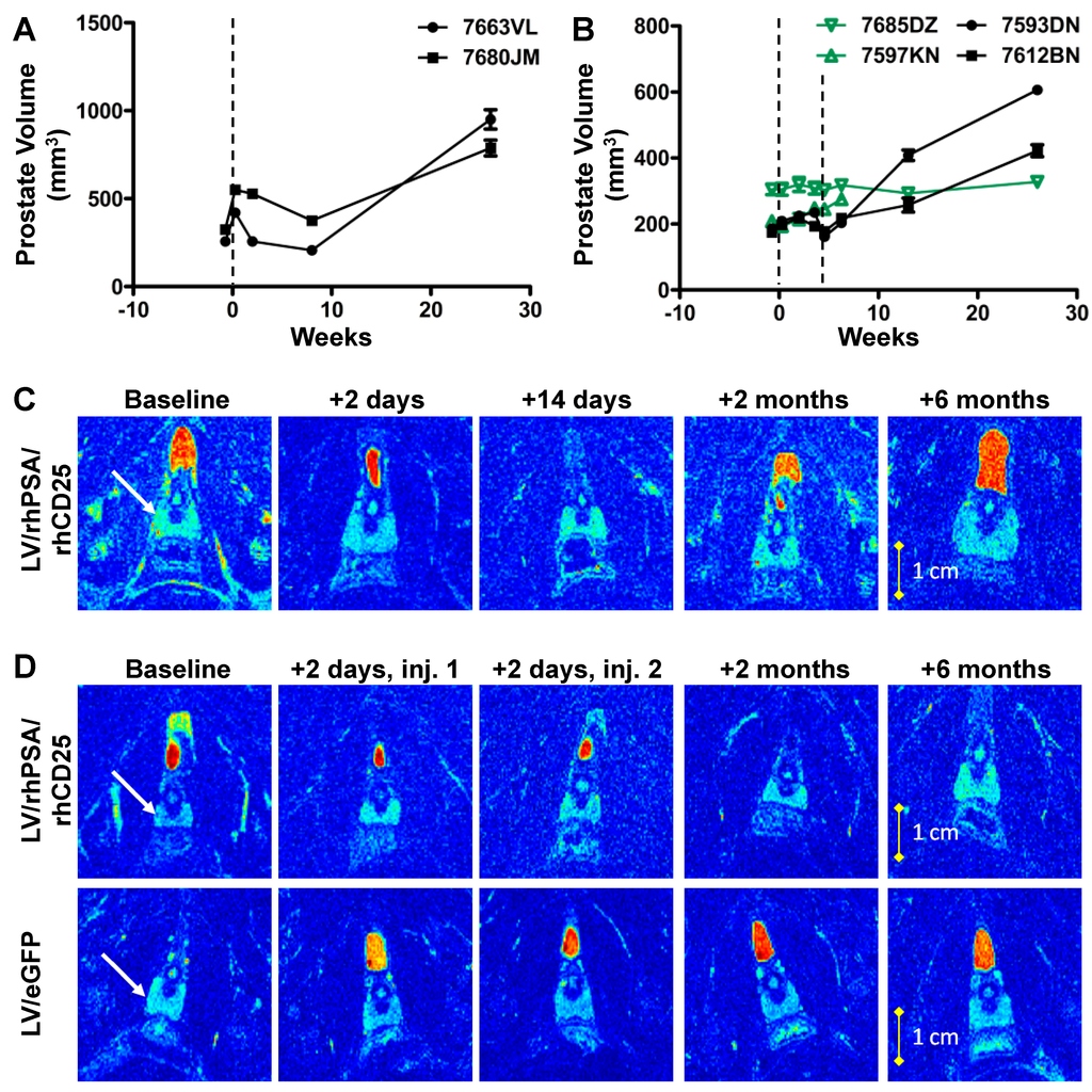 Direct Lymph Node Vaccination of Lentivector/Prostate-Specific Antigen ...