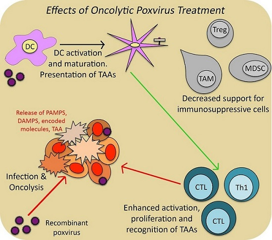 Biomedicines | Free Full-Text | Recombinant Poxvirus and the Tumor ... Biomedicines | Free Full-Text | Recombinant Poxvirus and the Tumor ...