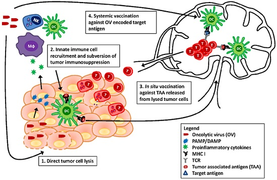 Biomedicines | Free Full-Text | Capitalizing on Cancer Specific ... Biomedicines | Free Full-Text | Capitalizing on Cancer Specific ...