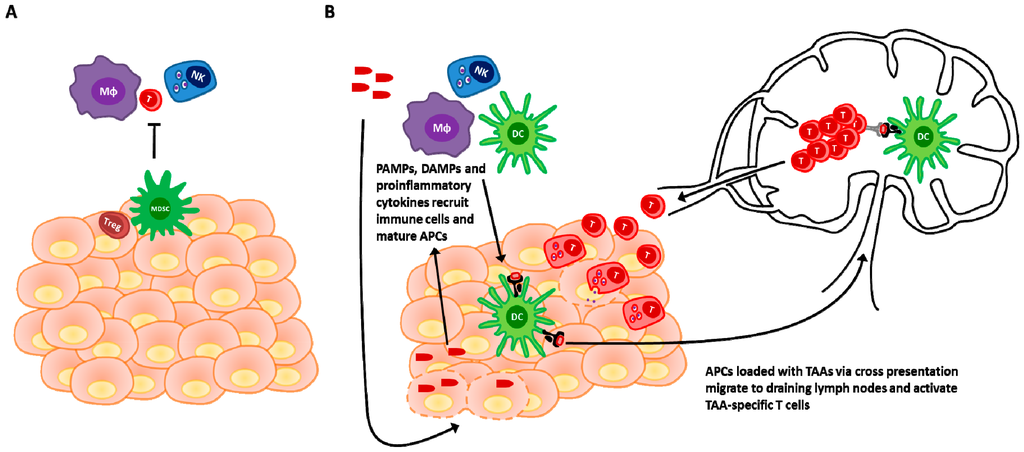 Biomedicines | Special Issue : Oncolytic Viruses as a Novel Form of ...