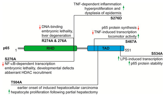 The Direct and Indirect Roles of NF-κB in Cancer: Lessons from ...