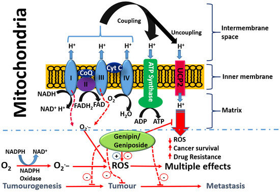 Biomedicines Free Full Text Plant Derived Anticancer Agents