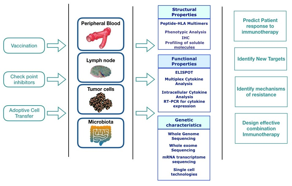 Biomedicines Free Full Text Immune Profiling Of Cancer Patients