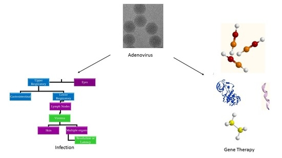 Biomedicines | Free Full-Text | Perspective on Adenoviruses ...