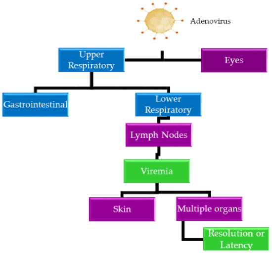 Perspective on Adenoviruses: Epidemiology, Pathogenicity, and Gene Therapy