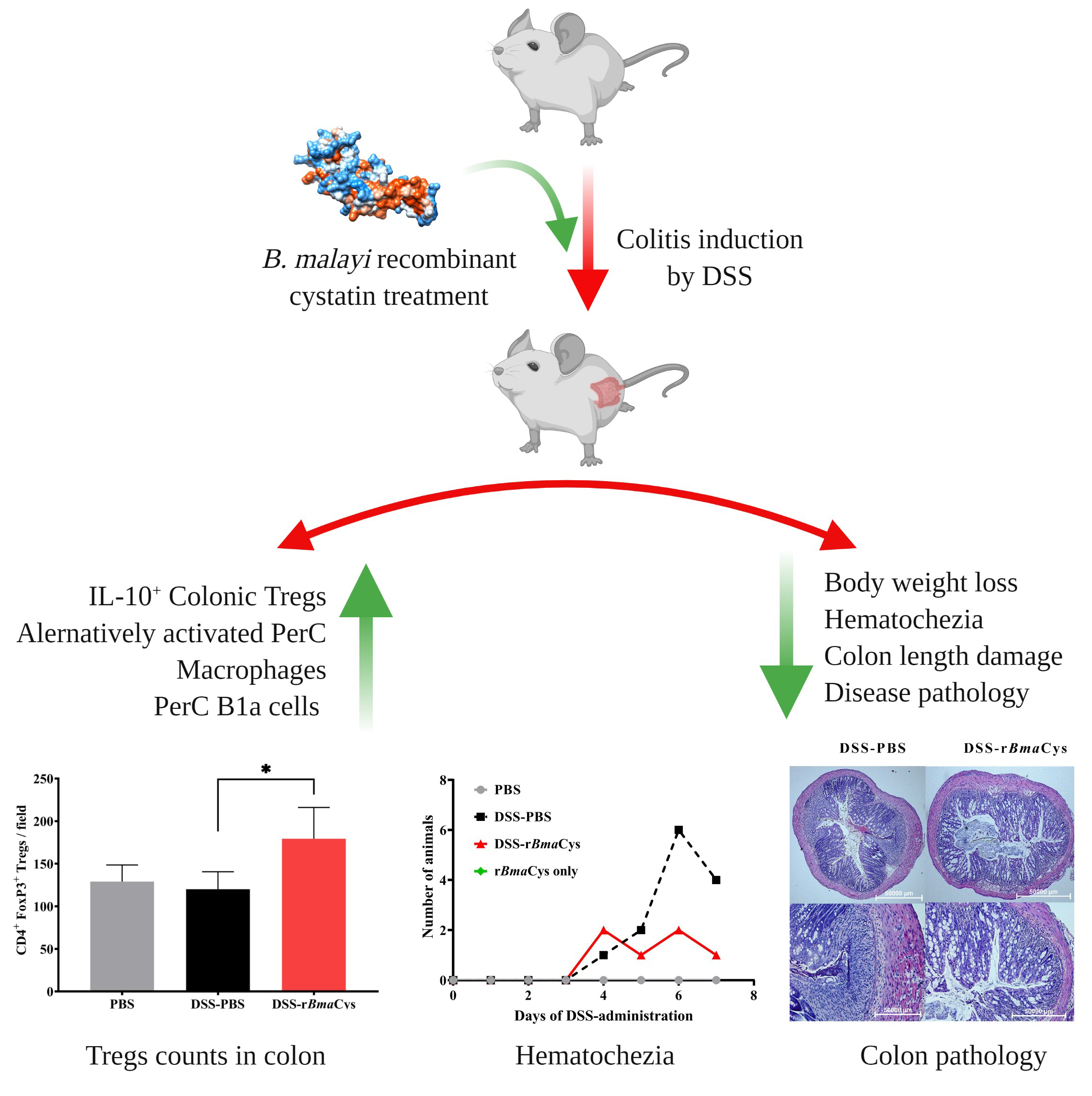 Biomedicines Free Full Text Cystatin From Filarial Parasites