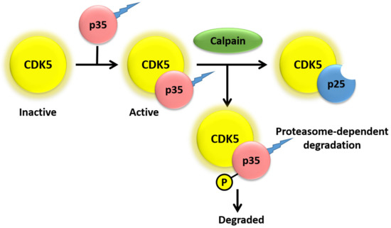 CDK5: Key Regulator of Apoptosis and Cell Survival