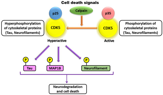 CDK5: Key Regulator of Apoptosis and Cell Survival