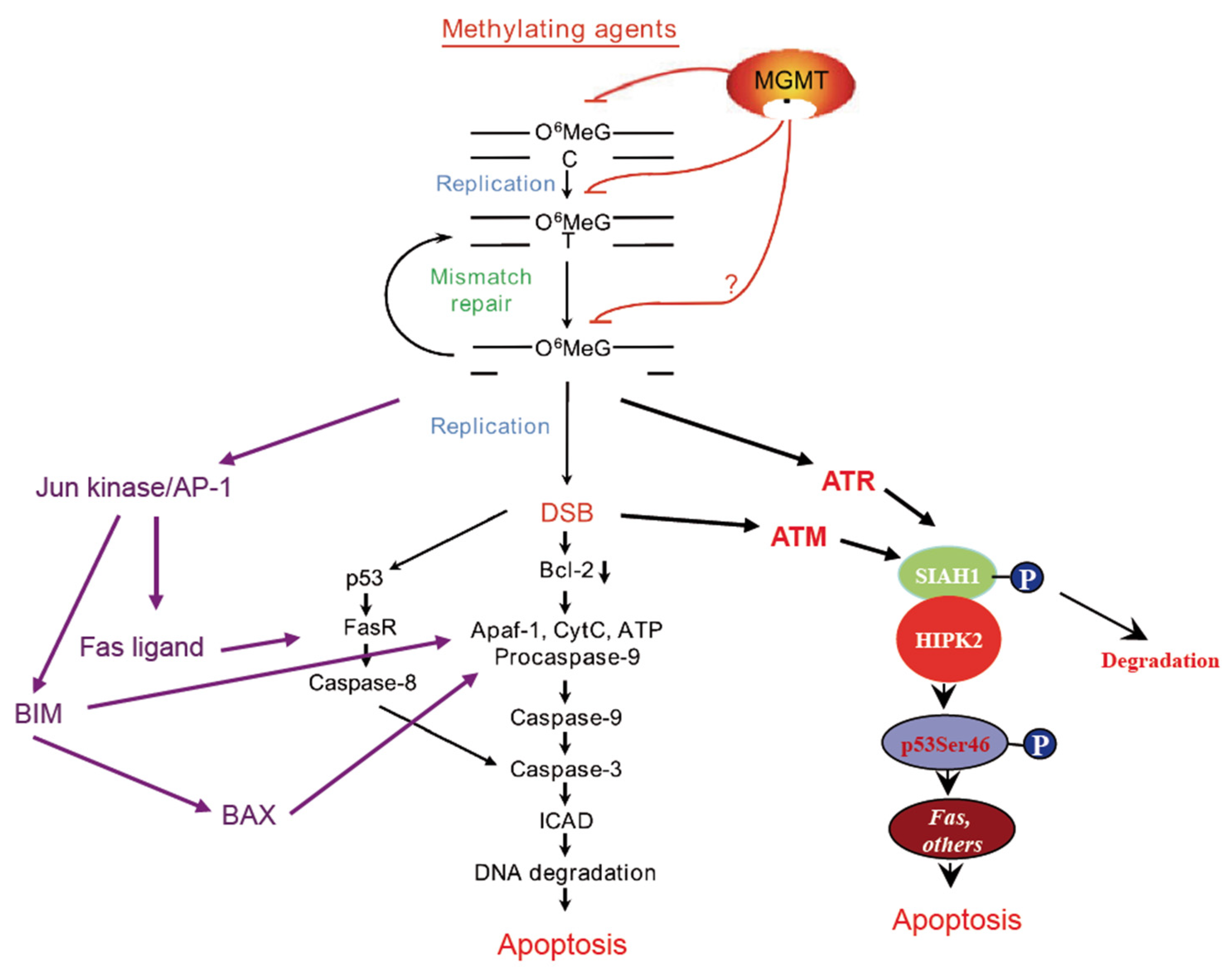 Temozolomide in Glioblastoma Therapy: Role of Apoptosis, Senescence and ...