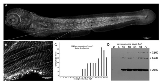Intracellular Localization in Zebrafish Muscle and Conserved Sequence ...
