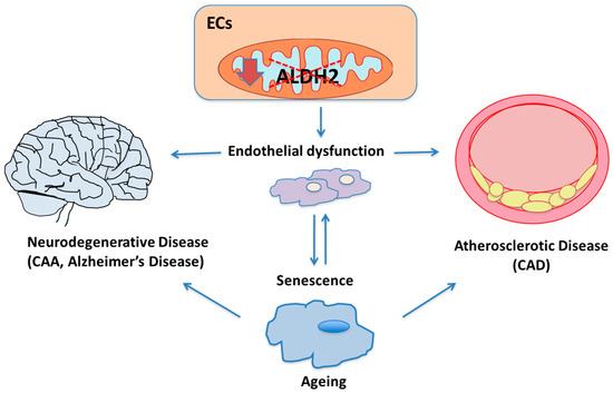 Endothelial Aldehyde Dehydrogenase 2 as a Target to Maintain Vascular ...