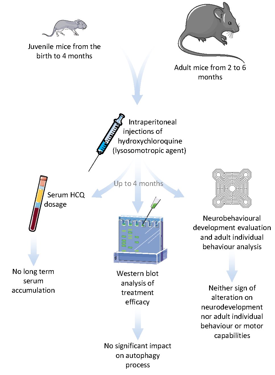 Biomedicines | Free Full-Text | Long Term Pharmacological Perturbation ...