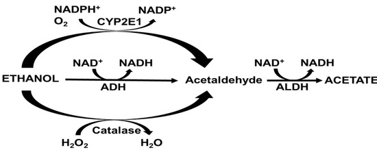 Alcohol Metabolizing Enzymes, Microsomal Ethanol Oxidizing System ...