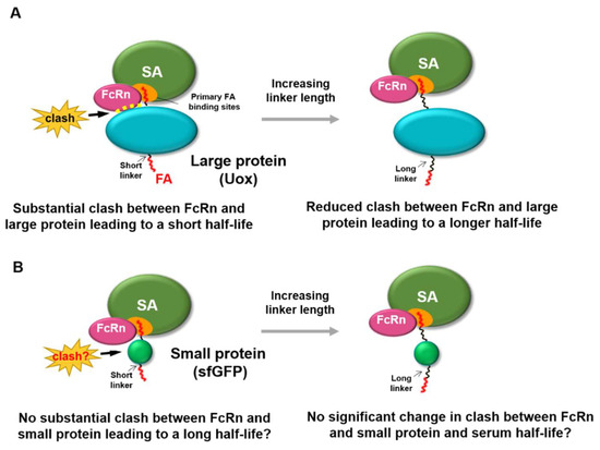 The Minimal Effect of Linker Length for Fatty Acid Conjugation to a ...