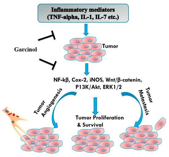 Garcinol Exhibits Anti-Neoplastic Effects by Targeting Diverse ...