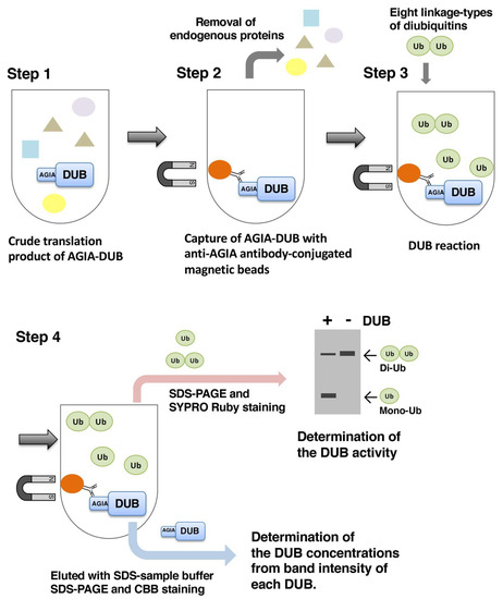 A Human DUB Protein Array for Clarification of Linkage Specificity of ...