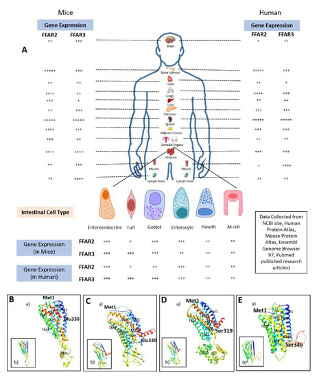 Free Fatty Acid Receptors 2 and 3 as Microbial Metabolite Sensors to ...
