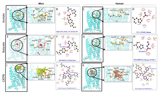 Free Fatty Acid Receptors 2 and 3 as Microbial Metabolite Sensors to ...