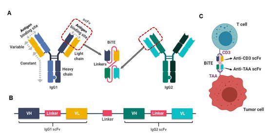 Biomedicines | Free Full-Text | Bi- and Tri-Specific T Cell Engager ...