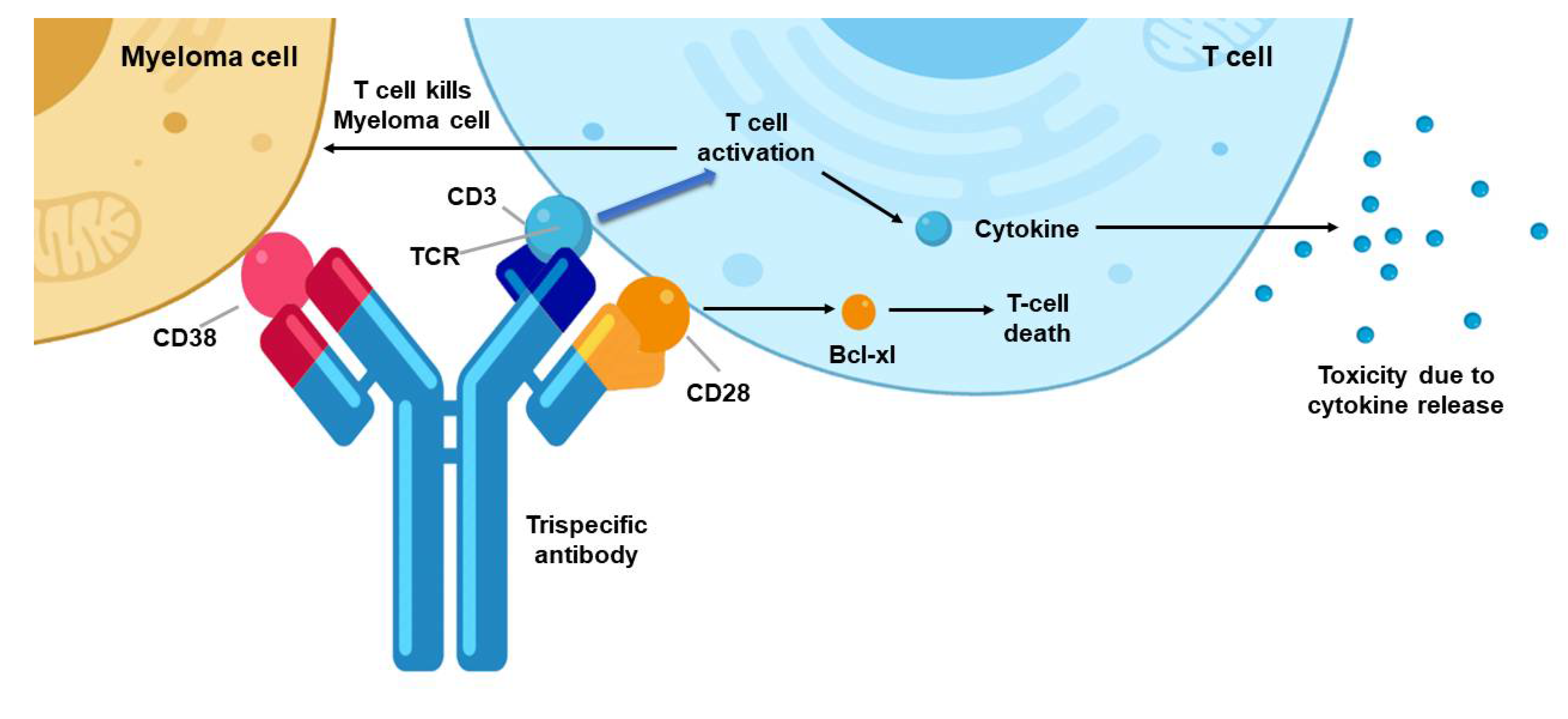 Biomedicines | Free Full-Text | Bi- and Tri-Specific T Cell Engager ...