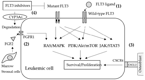 Mechanisms Underlying Resistance to FLT3 Inhibitors in Acute Myeloid ...