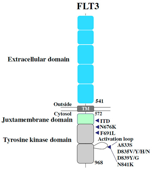 Mechanisms Underlying Resistance to FLT3 Inhibitors in Acute Myeloid ...