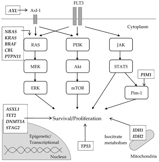 Mechanisms Underlying Resistance to FLT3 Inhibitors in Acute Myeloid ...