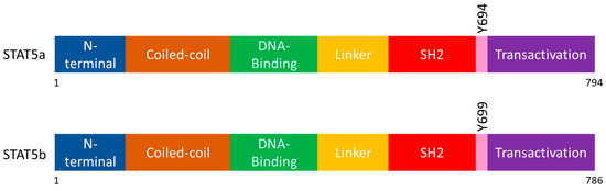 Involvement of STAT5 in Oncogenesis