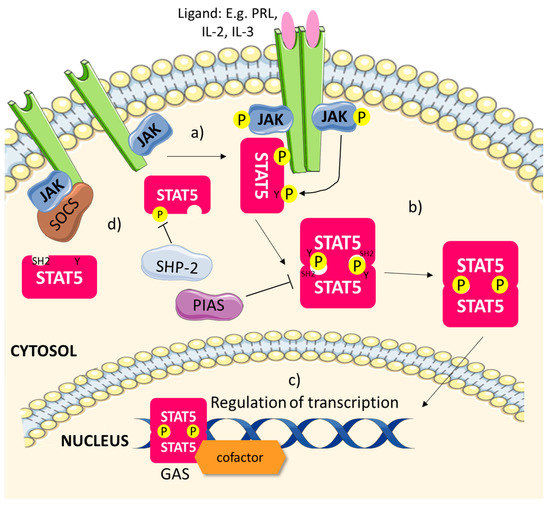 Involvement of STAT5 in Oncogenesis
