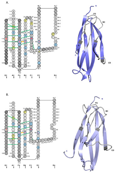 Immunoglobulins or Antibodies: IMGT® Bridging Genes, Structures and ...