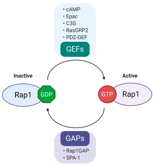 The Role of Ras-Associated Protein 1 (Rap1) in Cancer: Bad Actor or ...