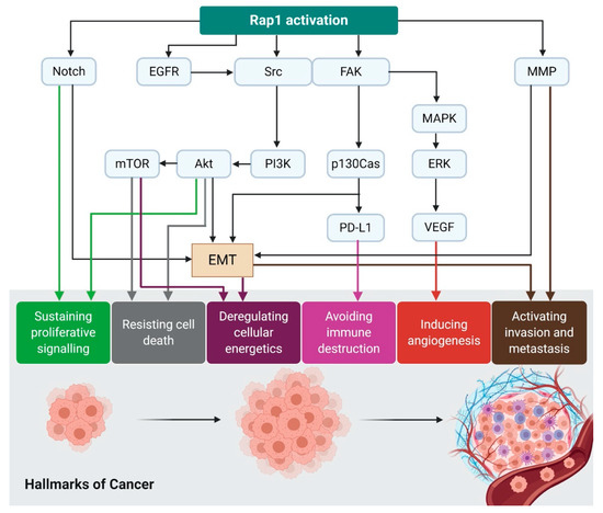 The Role of Ras-Associated Protein 1 (Rap1) in Cancer: Bad Actor or ...