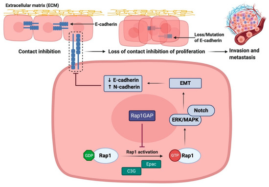 The Role of Ras-Associated Protein 1 (Rap1) in Cancer: Bad Actor or ...