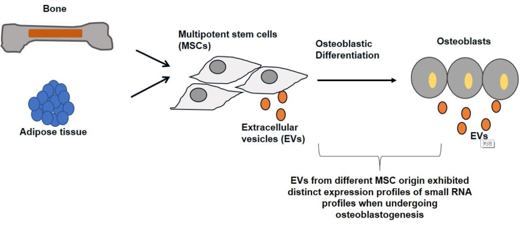 Biomedicines | Free Full-Text | Osteoblastogenesis Alters Small RNA ... Biomedicines | Free Full-Text | Osteoblastogenesis Alters Small RNA ...