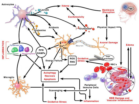 Revisiting Traumatic Brain Injury: From Molecular Mechanisms to ...