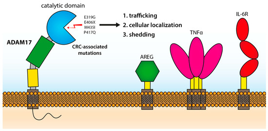 Biomedicines | Free Full-Text | Functional Characterization of Colon ...