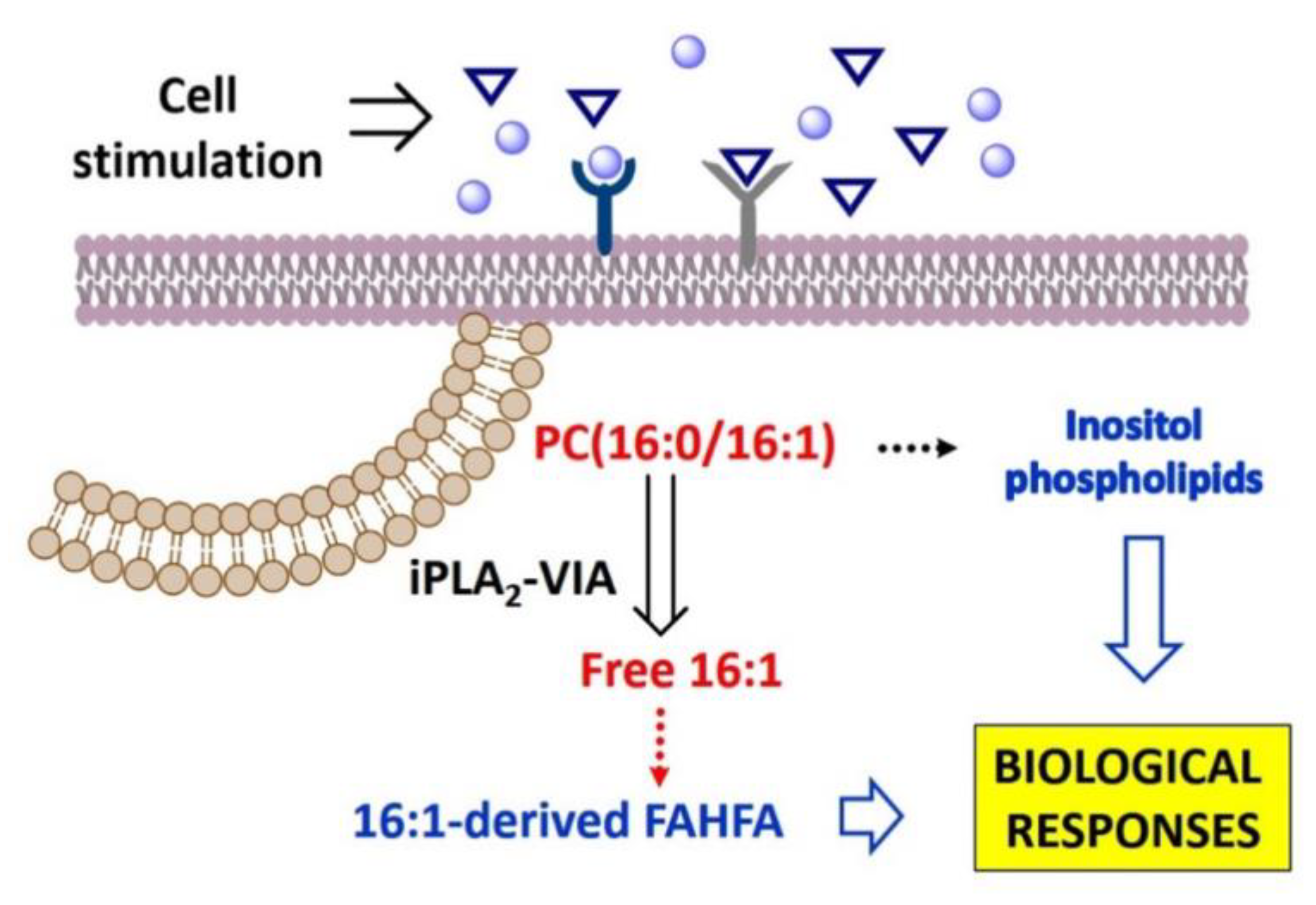 Release of Anti-Inflammatory Palmitoleic Acid and Its Positional ...