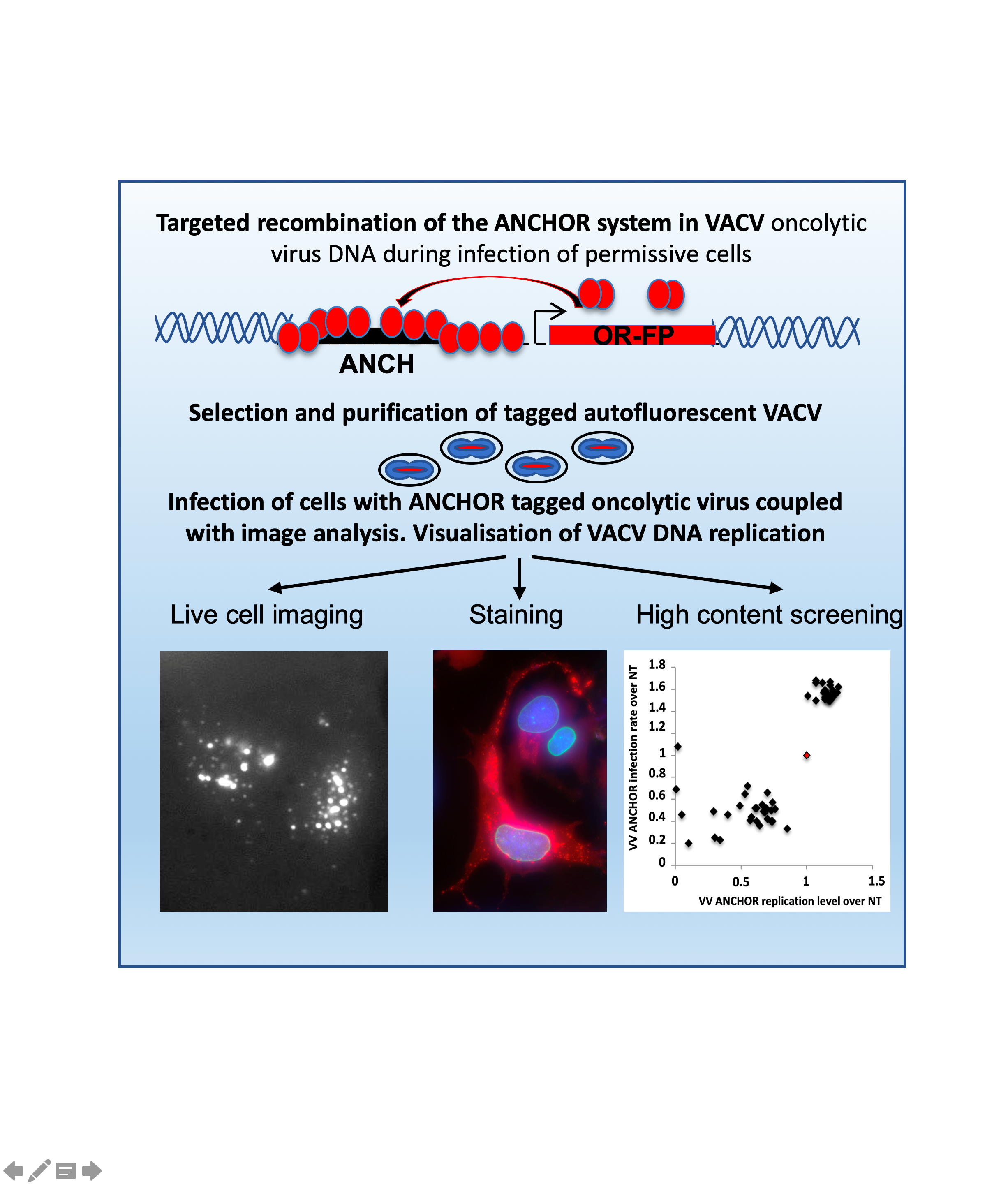Biomedicines | Free Full-Text | Fluorescent Tagged Vaccinia Virus ...